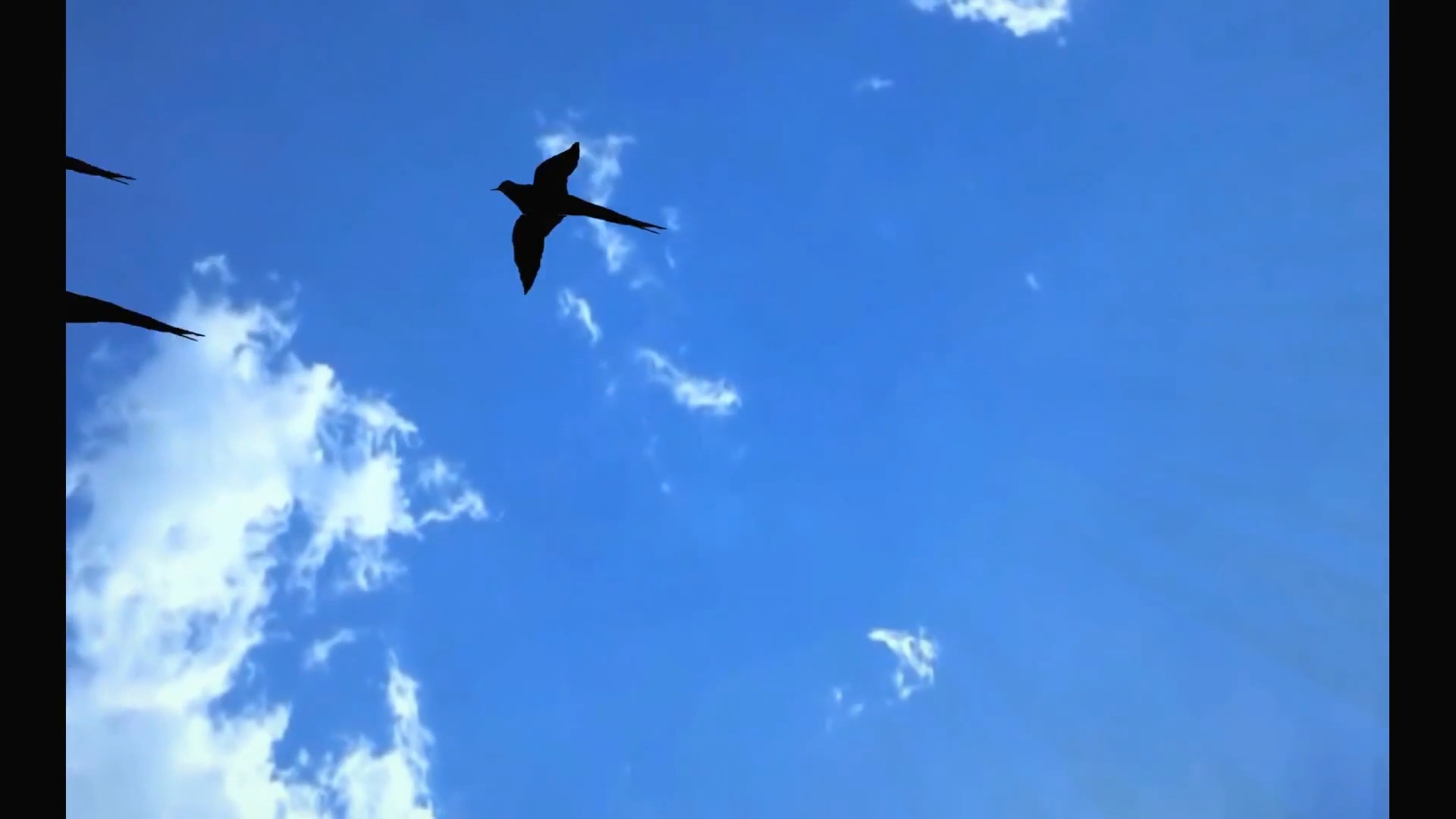 Birds Detector Object Detection Dataset and Pre-Trained Model by InEnergy