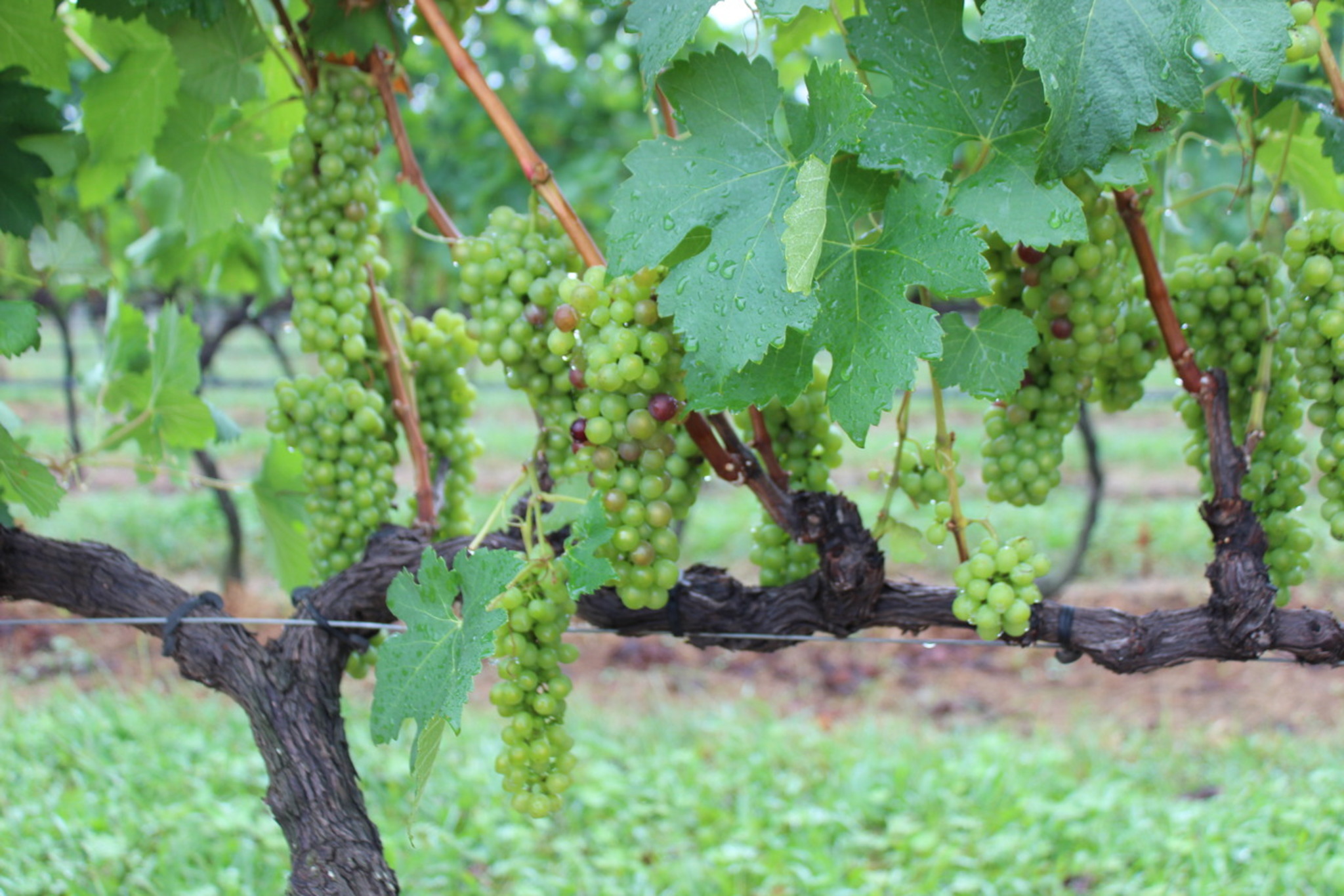 Embrapa WGISD Seg Dataset Instance Segmentation Dataset by LisWorkspace