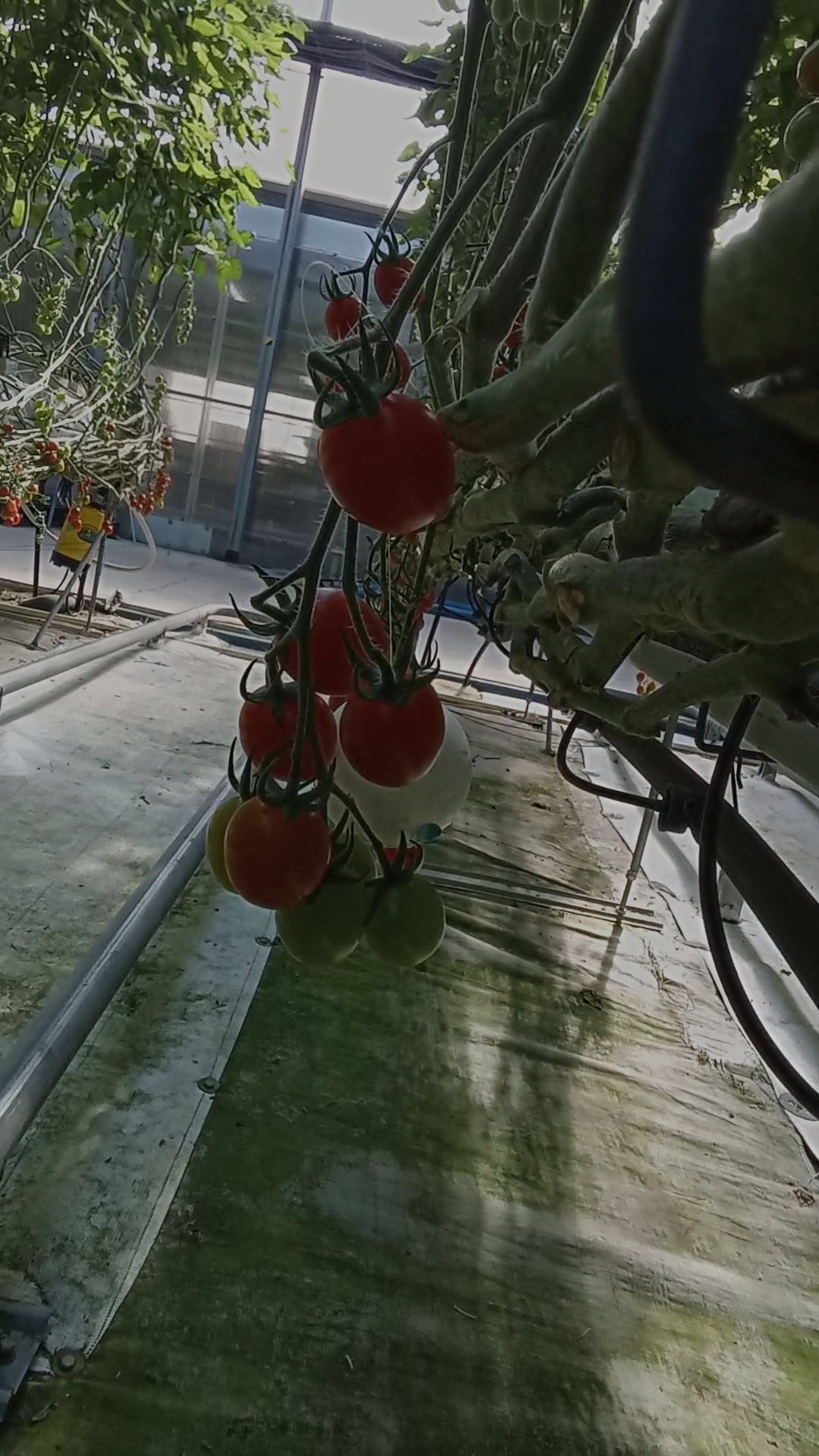 Tomato Deteciton Object Detection Dataset And Pre Trained Model By Tatsuki Sagawa Tomato