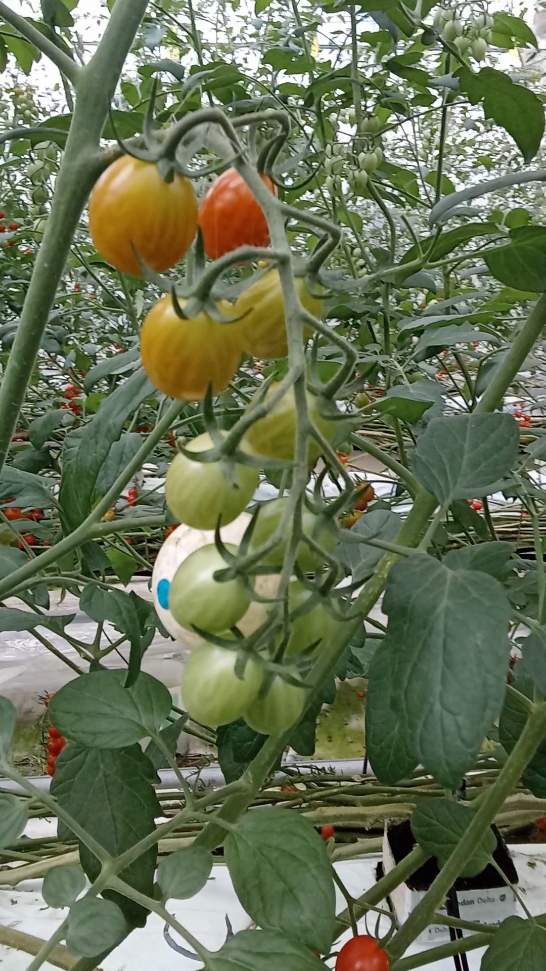 Tomato Skt Keypoint Detection Dataset V1 2024 12 09 1 44pm By Tatsuki Sagawa Tomato