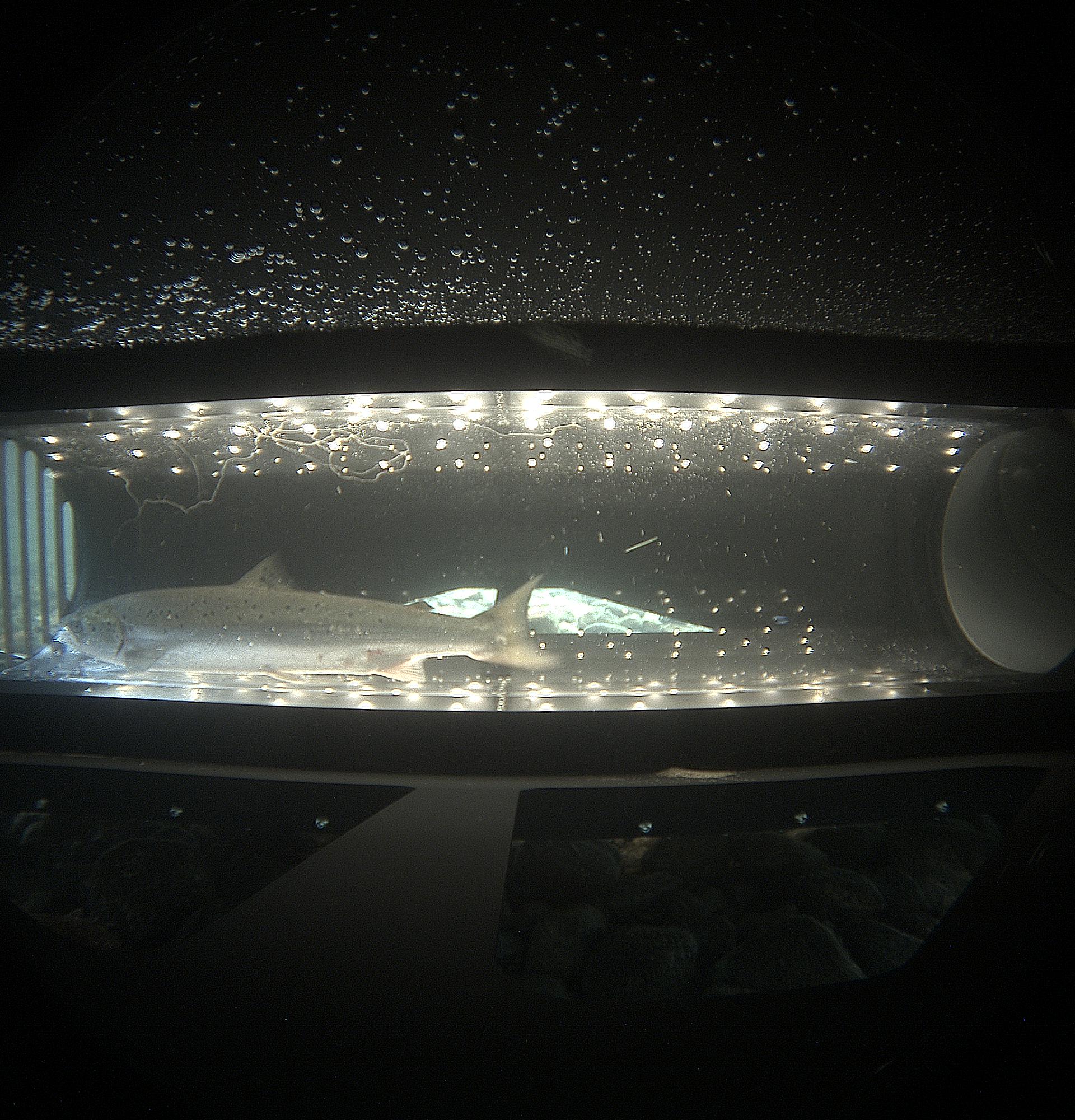 Fish Det Instance Segmentation Dataset by new-workspace-kmsgj