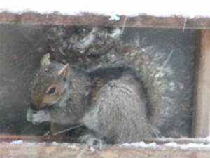 fly_ob Object Detection Model by tyk