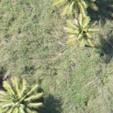 Tree counting Object Detection Model by Freya Knox