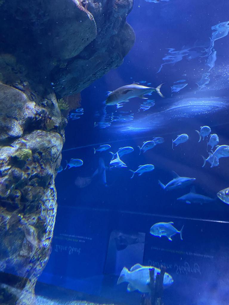 Underwater Object Detection Dataset And Pre Trained Model By Roboflow