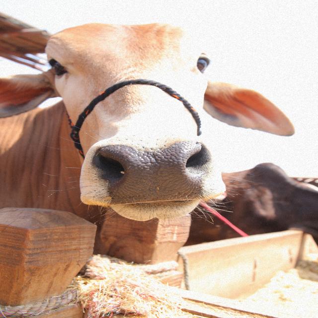 cow face Object Detection Dataset by 1
