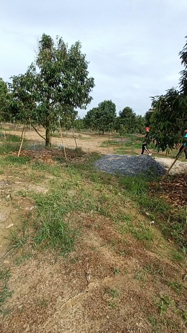 Durian Tree Object Detection Dataset by Theerafield