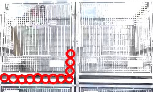 Macaques Instance Segmentation Dataset by Tutorial