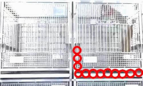 Macaques_final Instance Segmentation Dataset by Tutorial