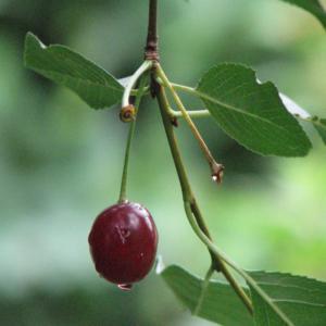 Cherry Object Detection Model (v1, 2024-10-26 11:20am) by Fruit ML ...