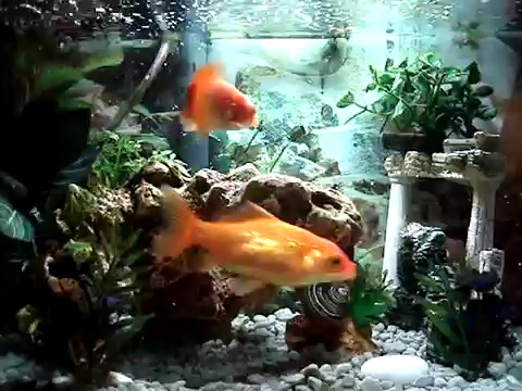 GoldFish Object Detection Dataset by httsangaj@connect.ust.hk