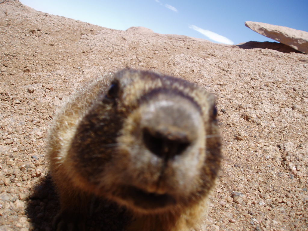 Animal DataSet Semantic Segmentation Dataset by Animal