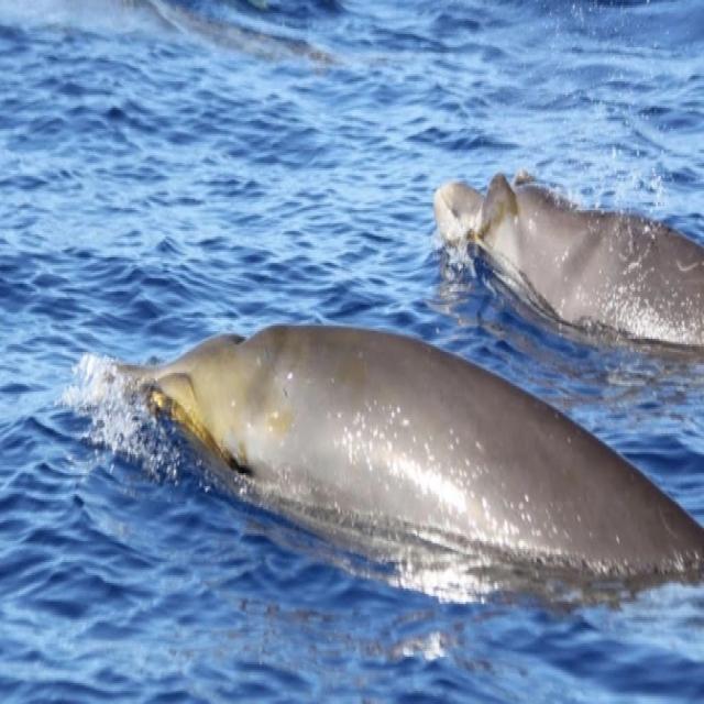 cuviers-beaked-whale Object Detection Model by yun