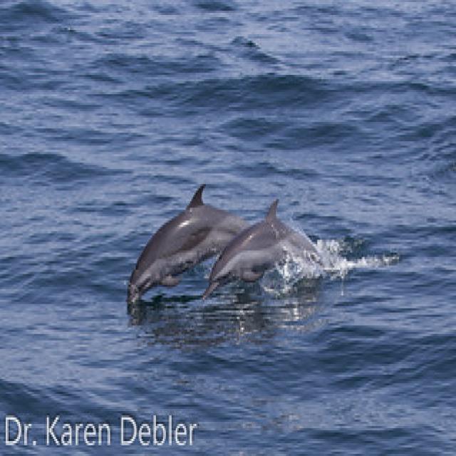 Pantropical-spotted-dolphin Object Detection Dataset by yun