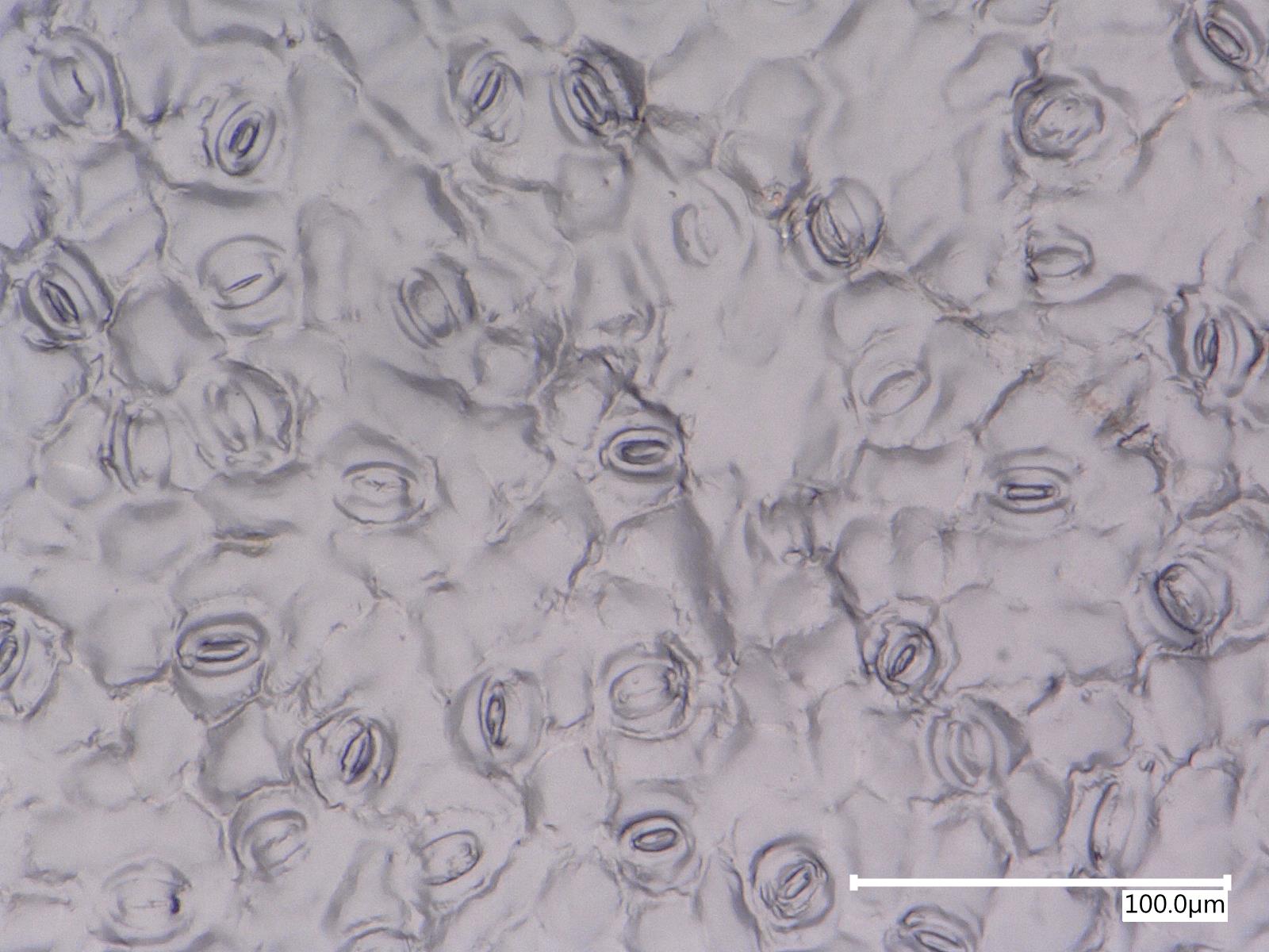 Stomata Canephora Object Detection Model V4 2023 10 15 12 14pm By Stomata