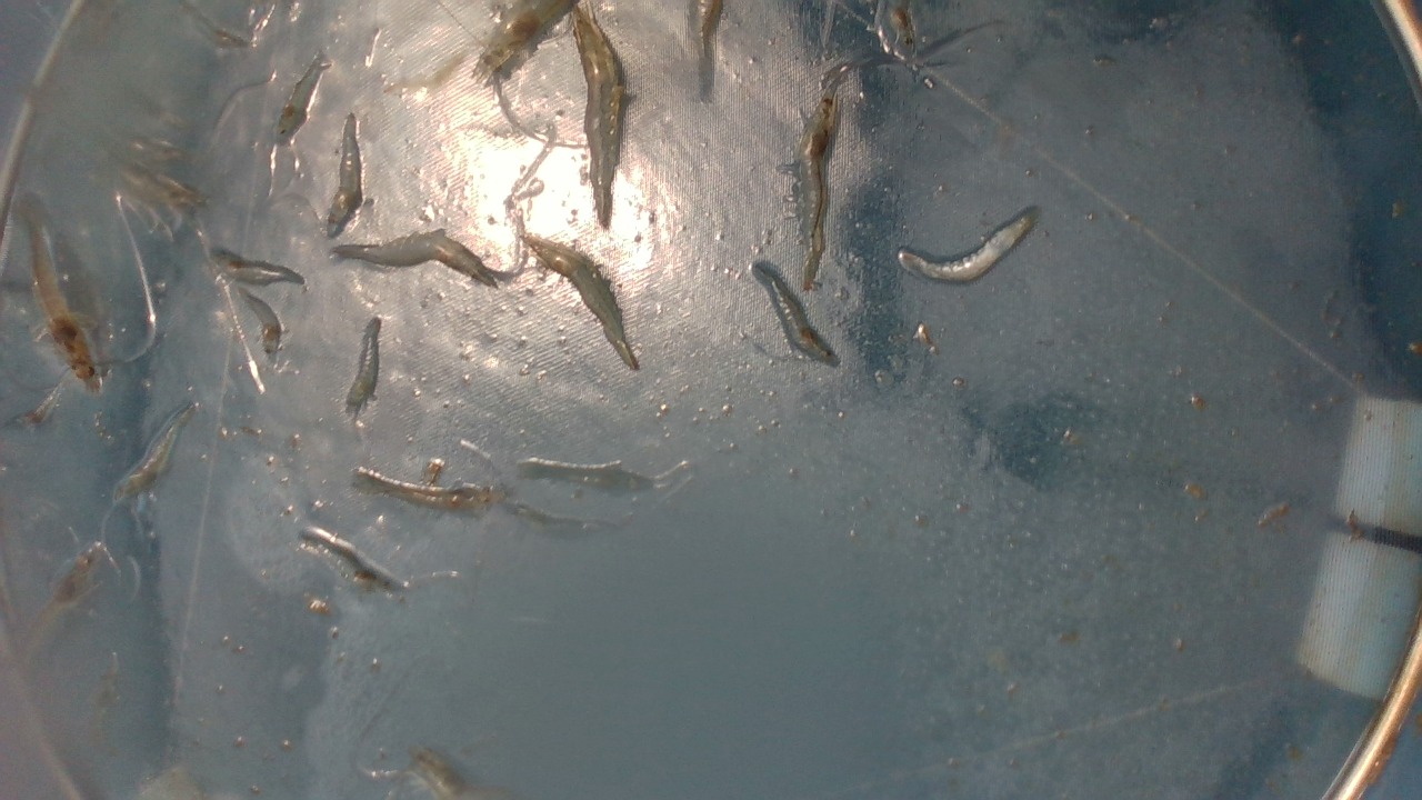 Shrimp Population Counting Object Detection Dataset And Pre Trained