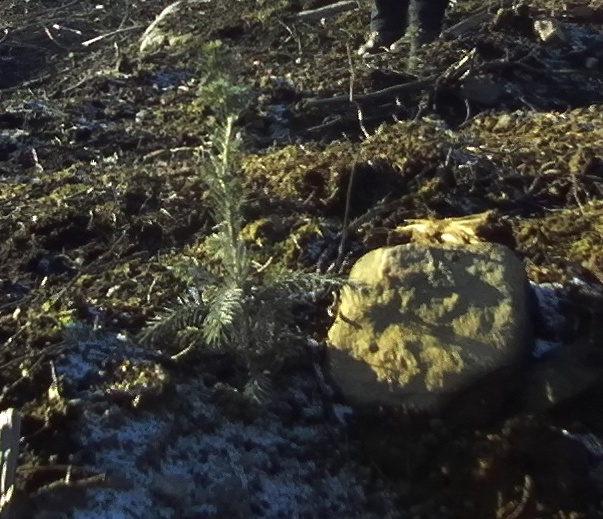 tree trunk set6 Instance Segmentation Dataset and Pre-Trained Model by exjobb