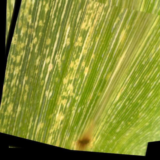 fall armyworm Object Detection Model by fall armyworm