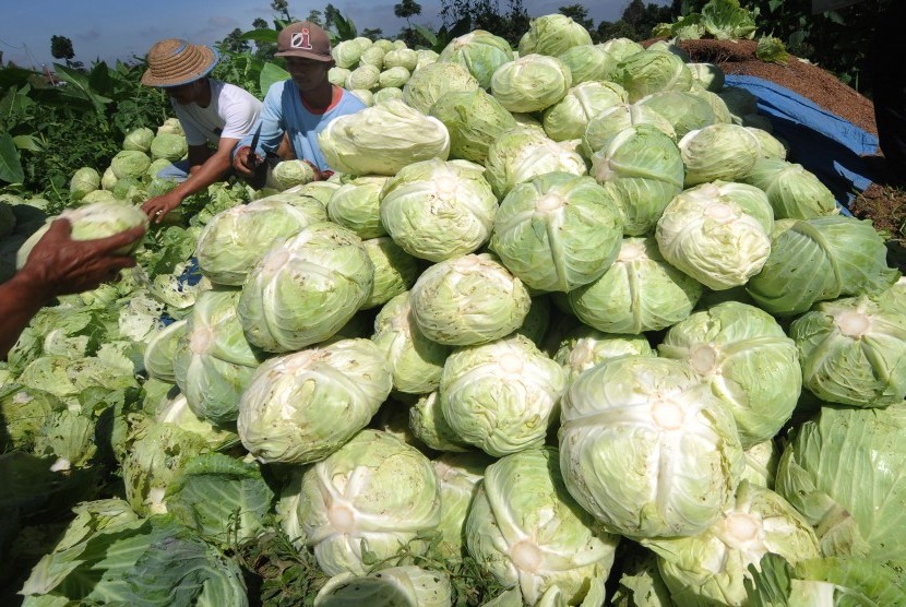 210218694_Elsandro_Sayuran Hijau Classification Model by Elsandro Cervin