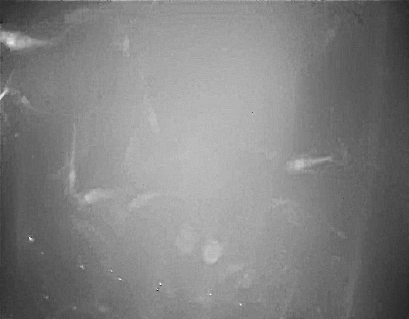 Shrimp Object Detection Dataset By Hung