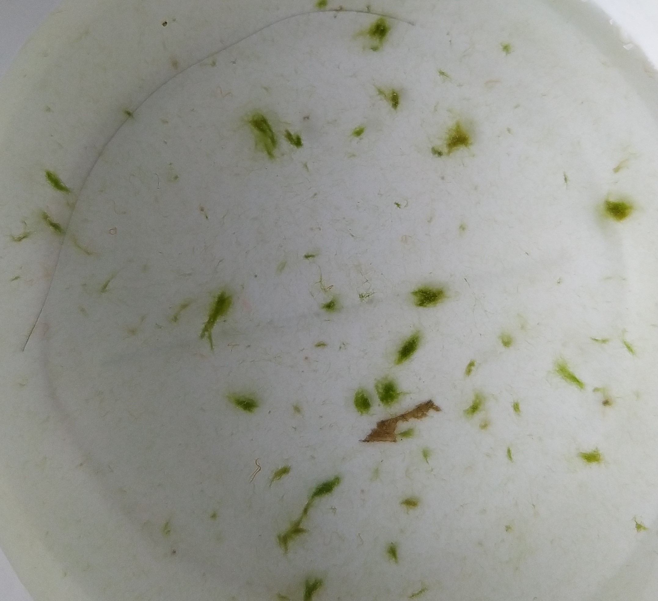 algae-in-water Object Detection Dataset by Madusha