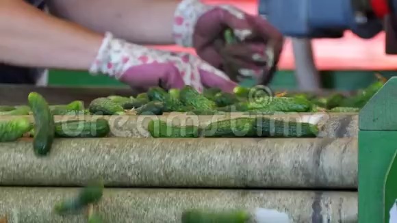 Modelo Object Detection Model by Cerlob