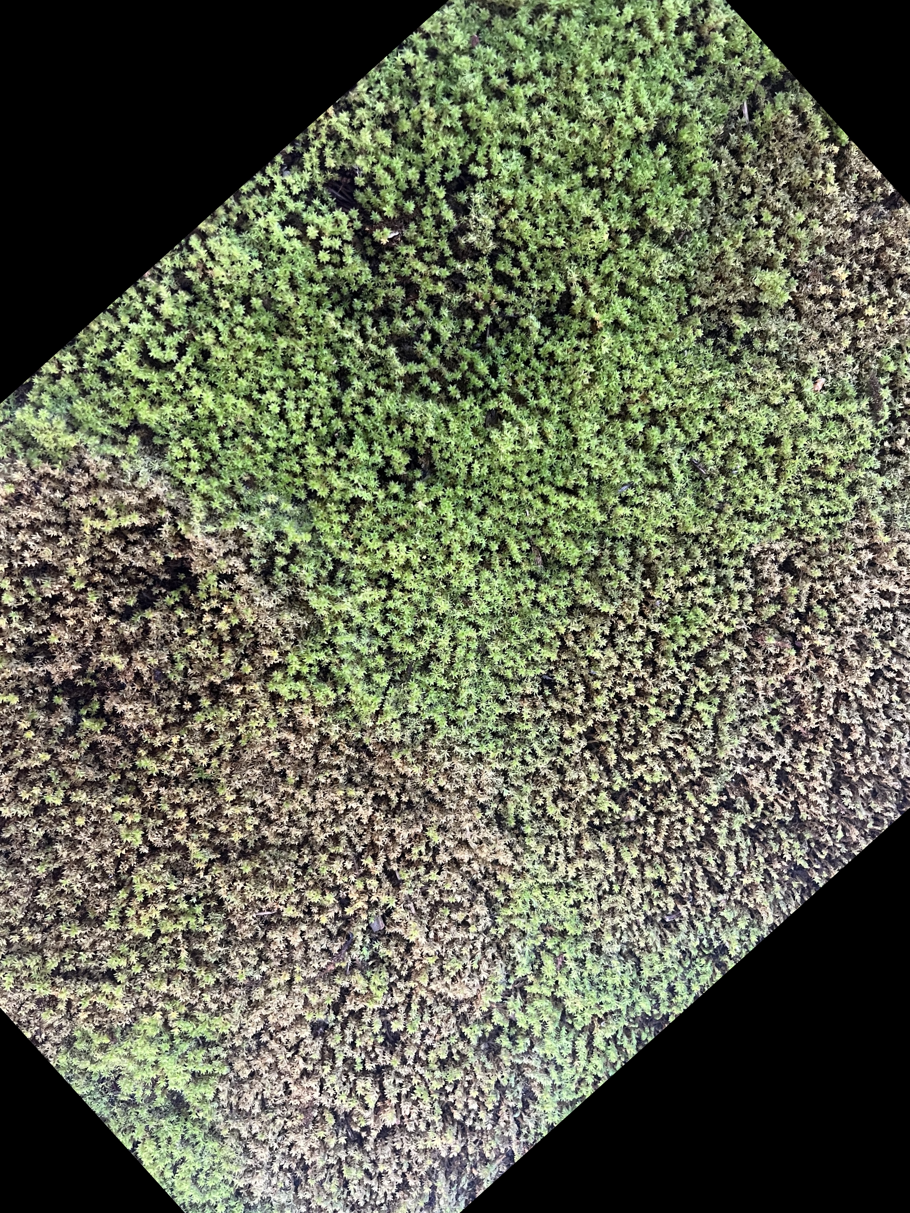 moss test 2 Classification Dataset by Clothes Detection