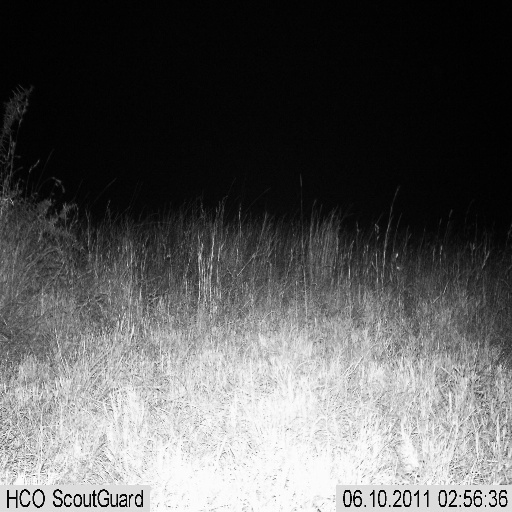 leoapard-detection Object Detection Dataset and Pre-Trained Model by ...