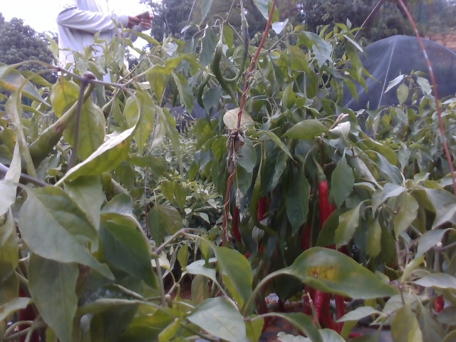 Chili Object Detection Dataset By Yoang