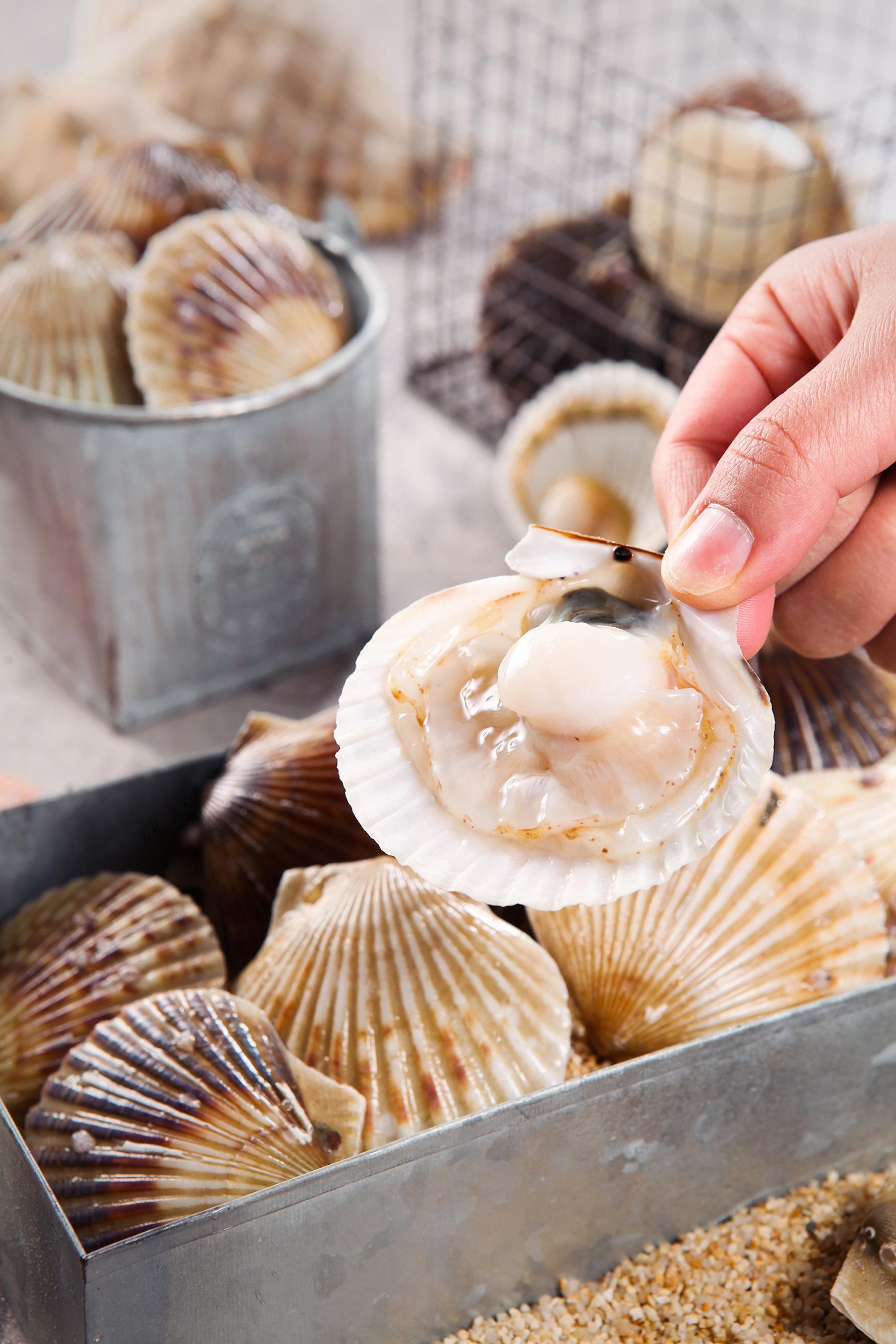 scallop Object Detection Dataset by ShellDetection