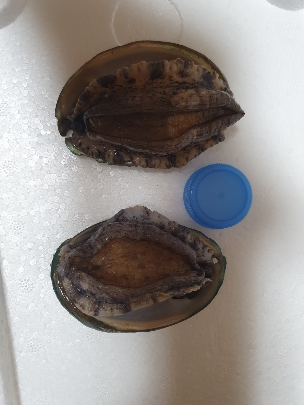 Abalone Object Detection Dataset By Shelldetection