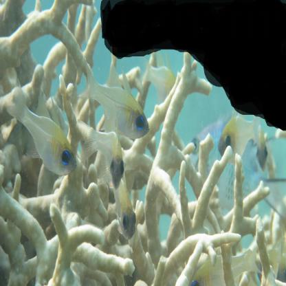 coral-ai-5merged Object Detection Dataset and Pre-Trained Model by Coral