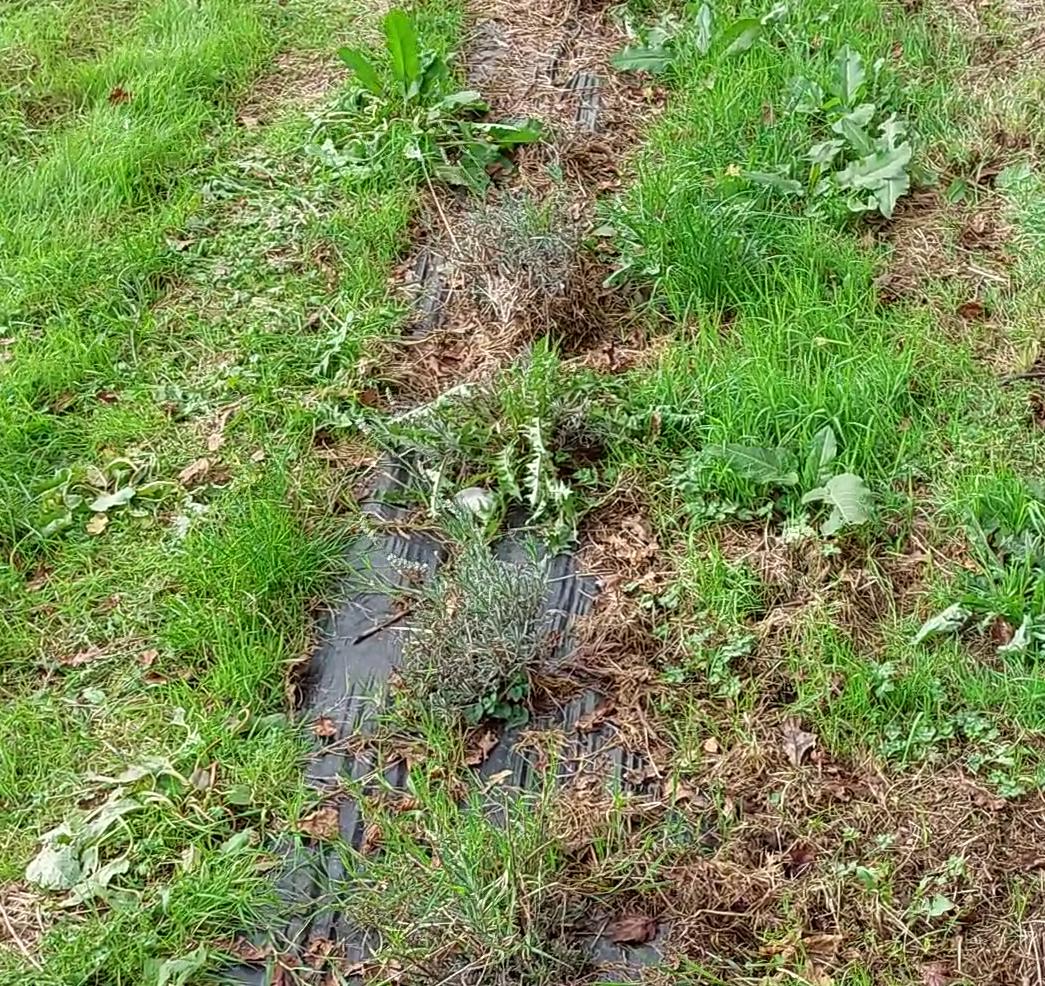 Dock Leaf Object Detection Dataset by Plants