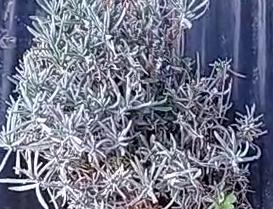 Lavender Object Detection Dataset by Plants