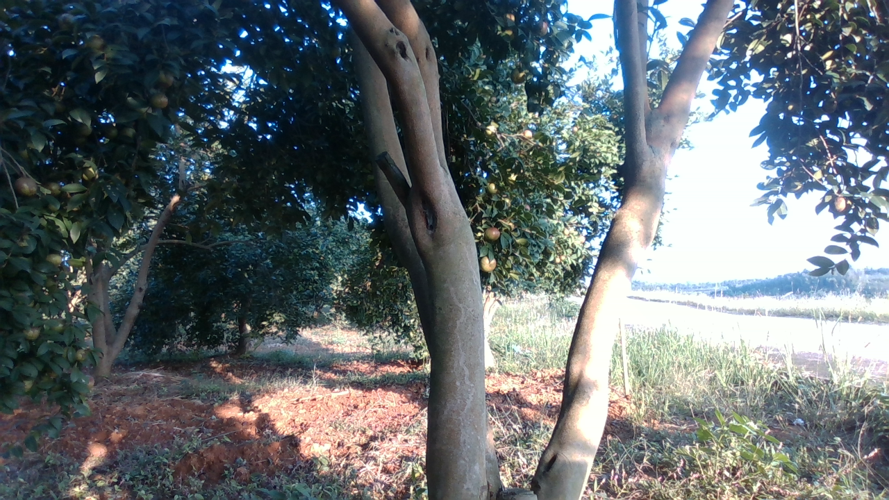 tree Instance Segmentation Model by project-xikhn