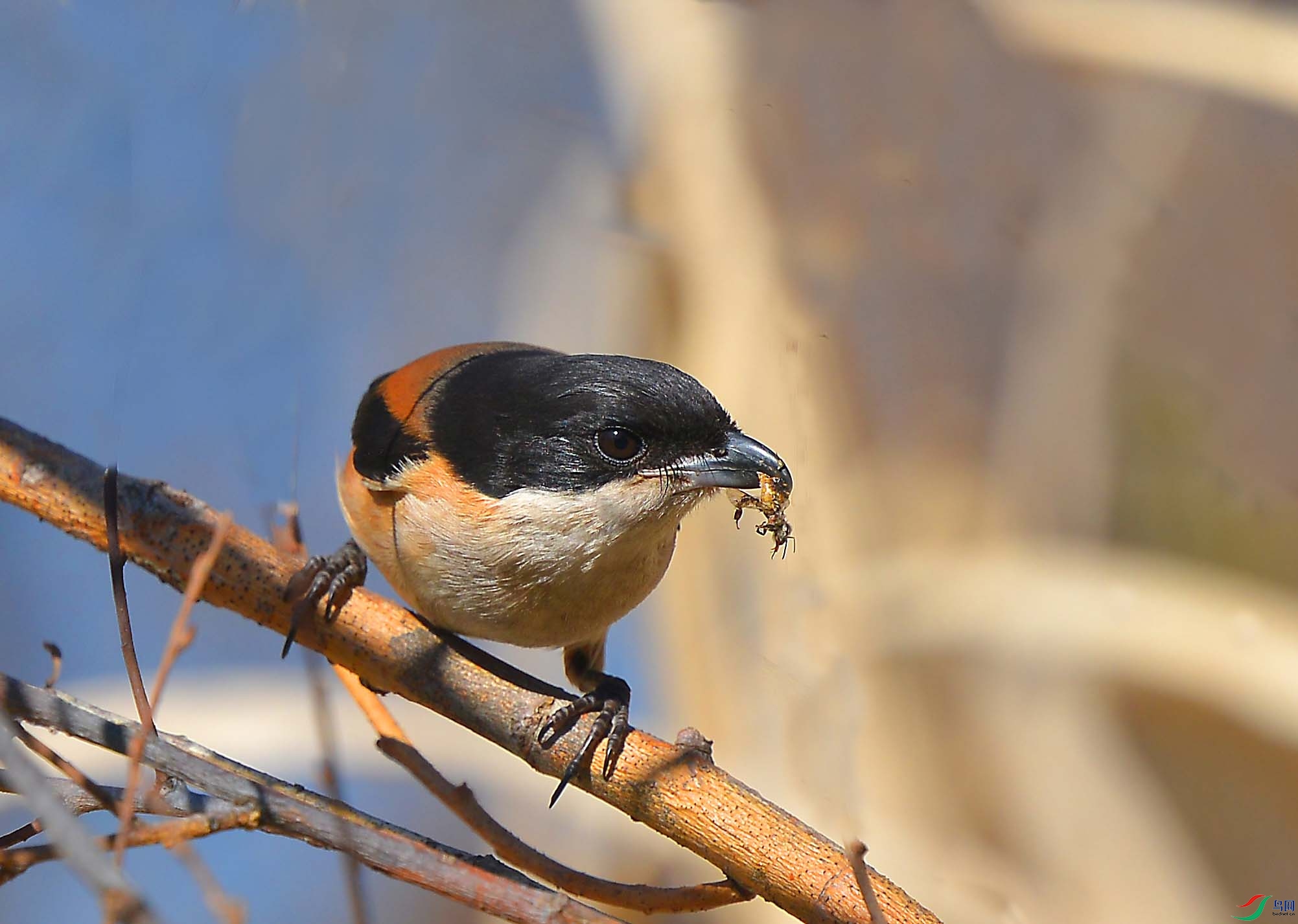 Bird Breeds Copy Object Detection Model By Kongcv2024