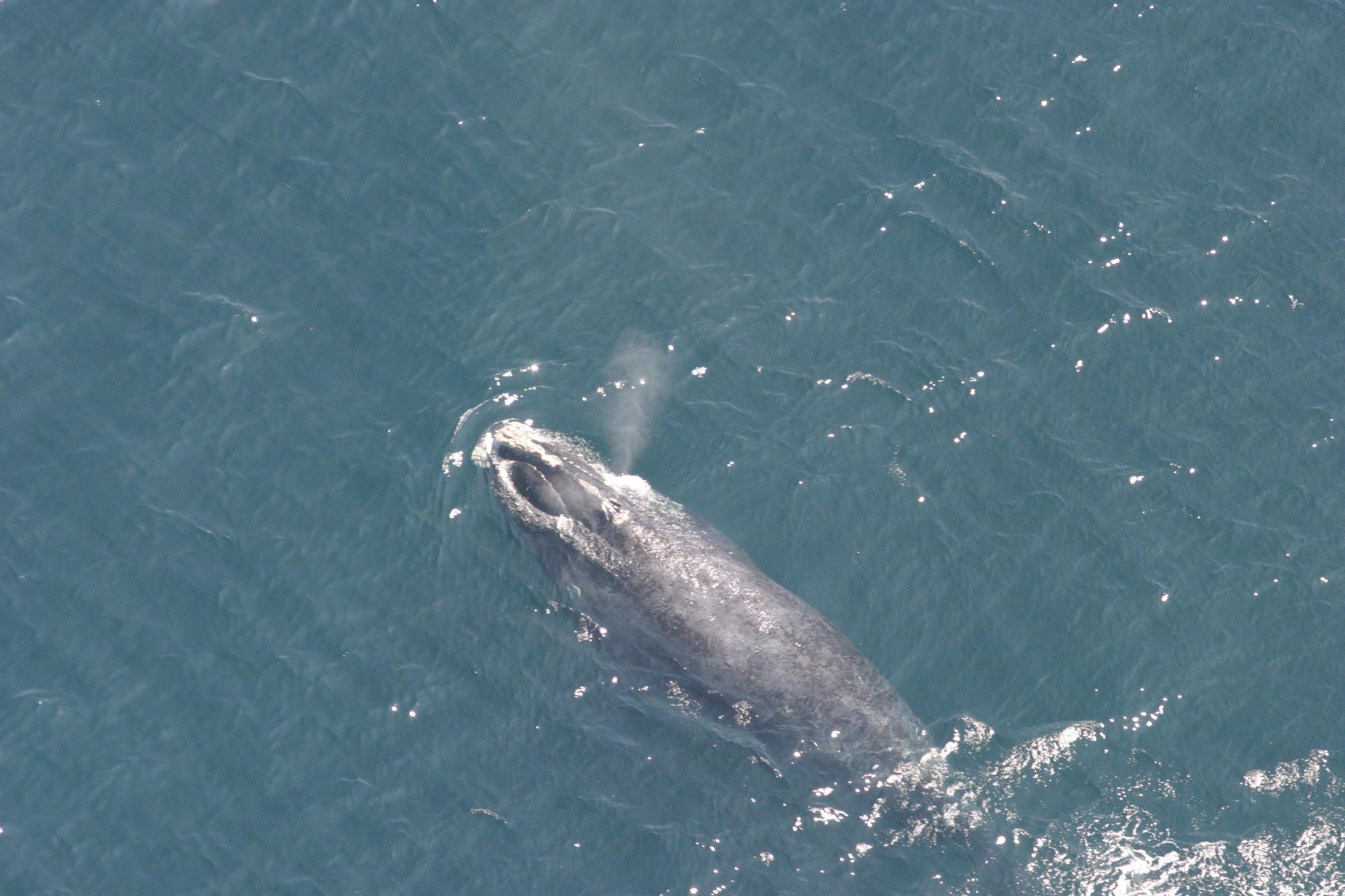 Aerial Right Whale Detection Object Detection Dataset by TesteWhale