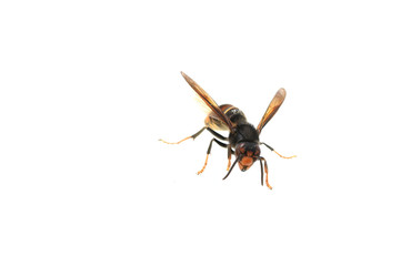 Horents Object Detection Dataset by Hornet