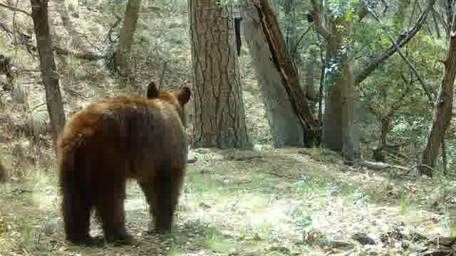 Bear detection Object Detection Dataset by AI