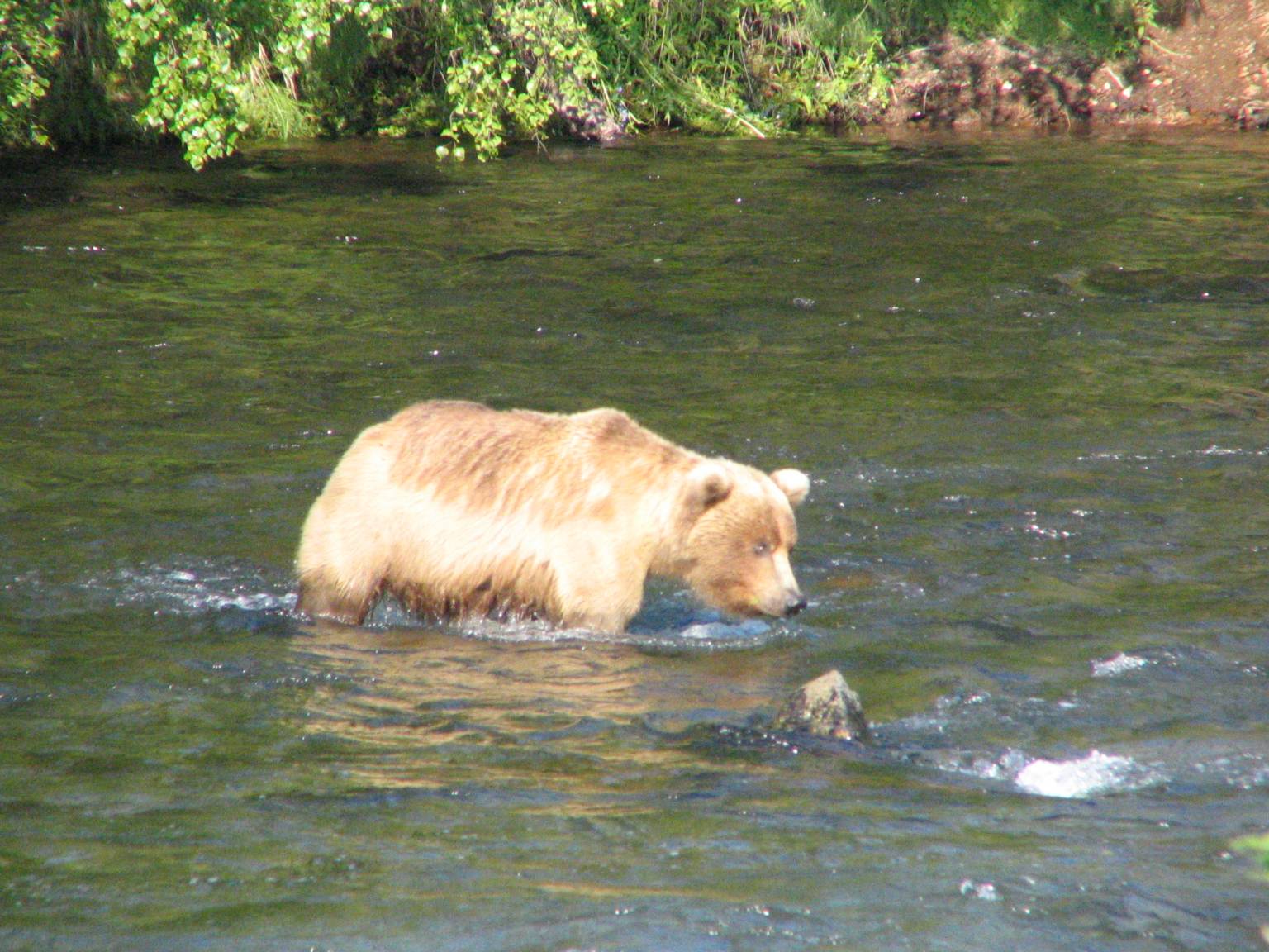 Bear face detection Object Detection Dataset by AI