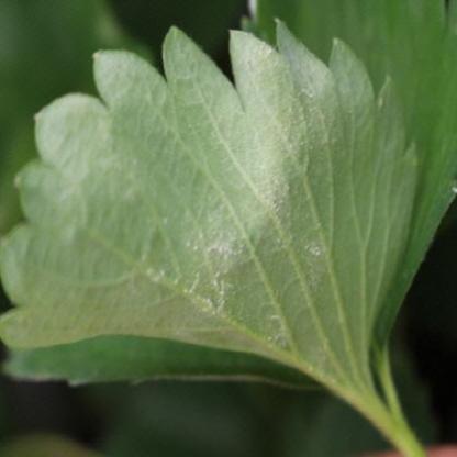 YOLO v12 Object Detection Dataset and Pre-Trained Model by home