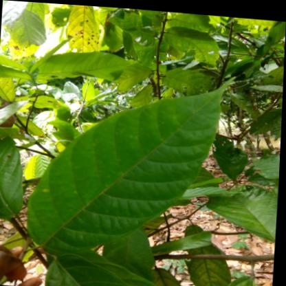 Cocoa Disease Object Detection Dataset (v3, 2025-02-14 6:50pm) by ProjectTS