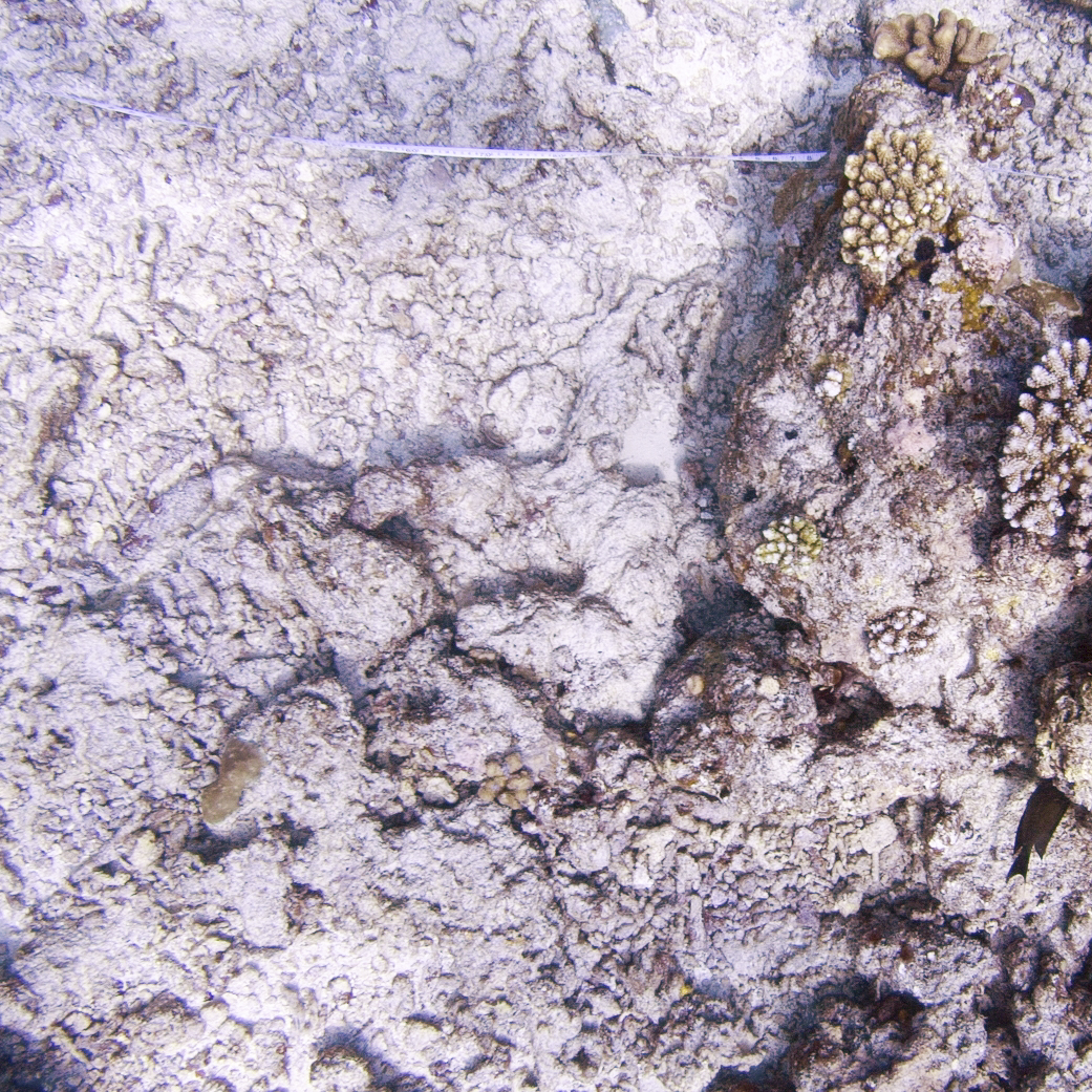 Coral Reef Monitoring Object Detection Dataset And Pre Trained Model By