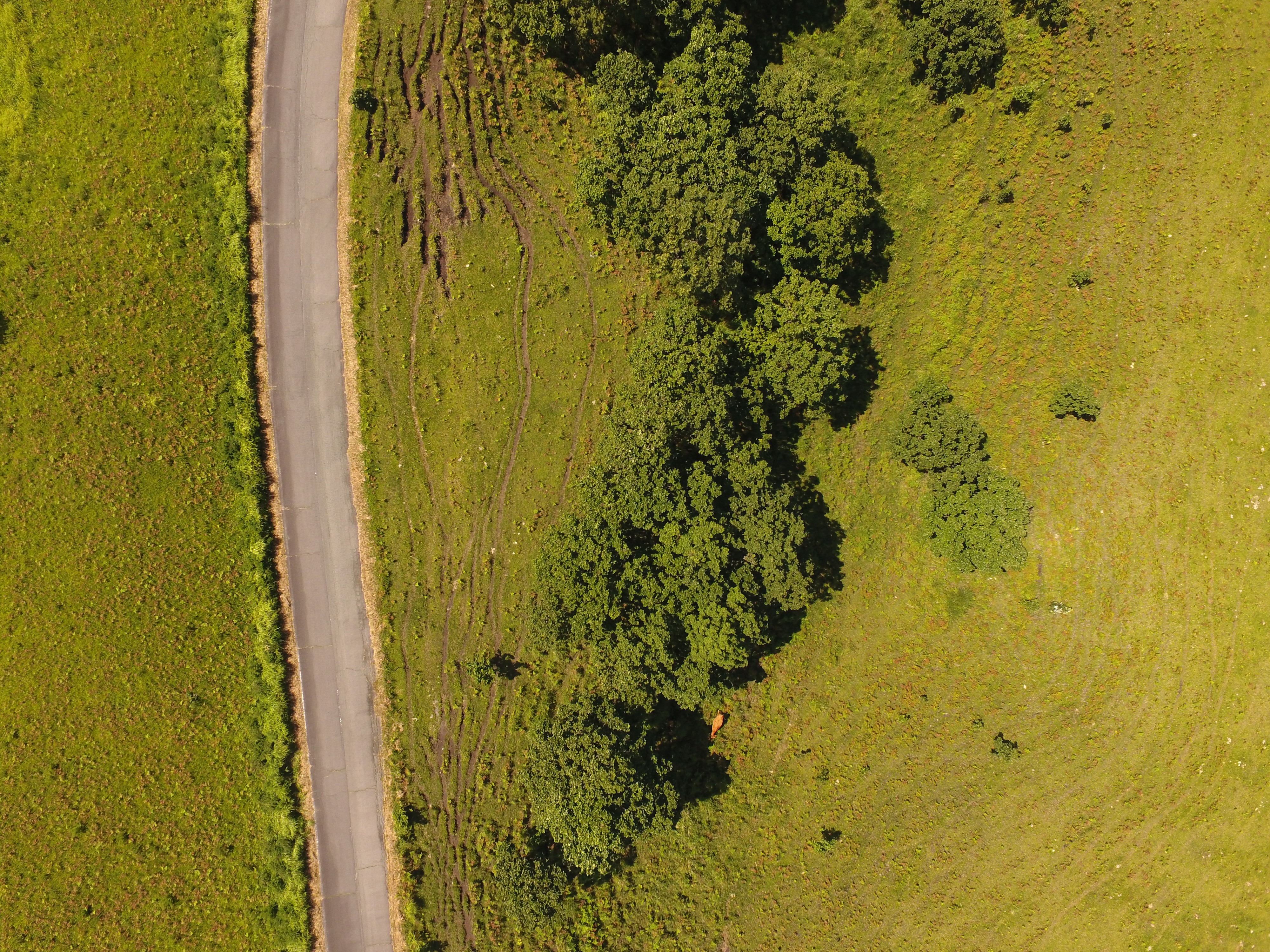 UAV Cattle Count Object Detection Dataset by Cris