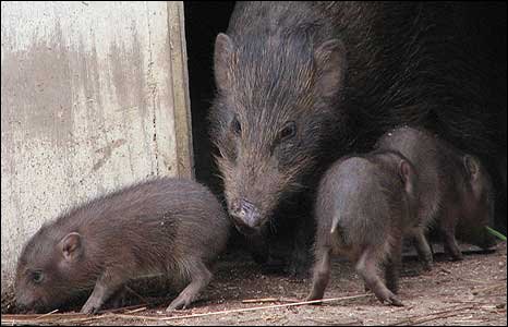 Detect And Classify 3 Single-label Classification Classification Dataset and Pre-Trained Model ...