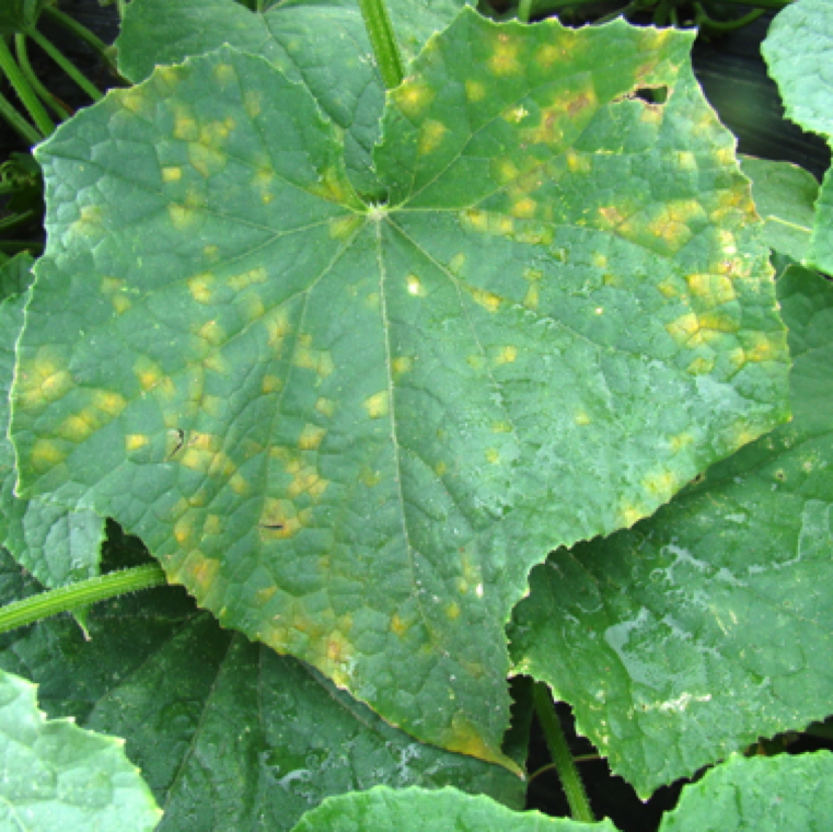 Leaf Disease Detection Object Detection Dataset And Pre Trained Model