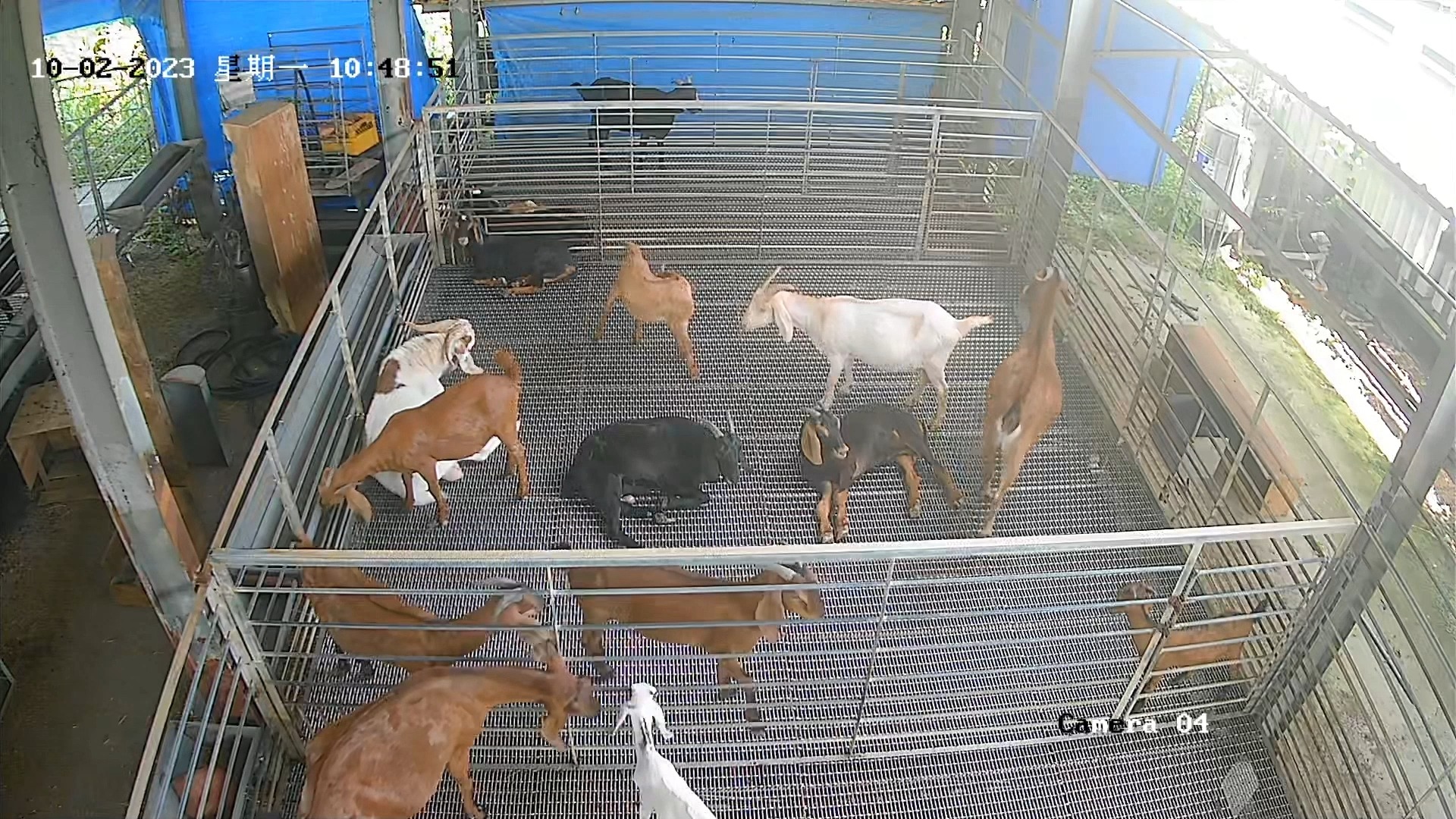 sheep Object Detection Model by practice