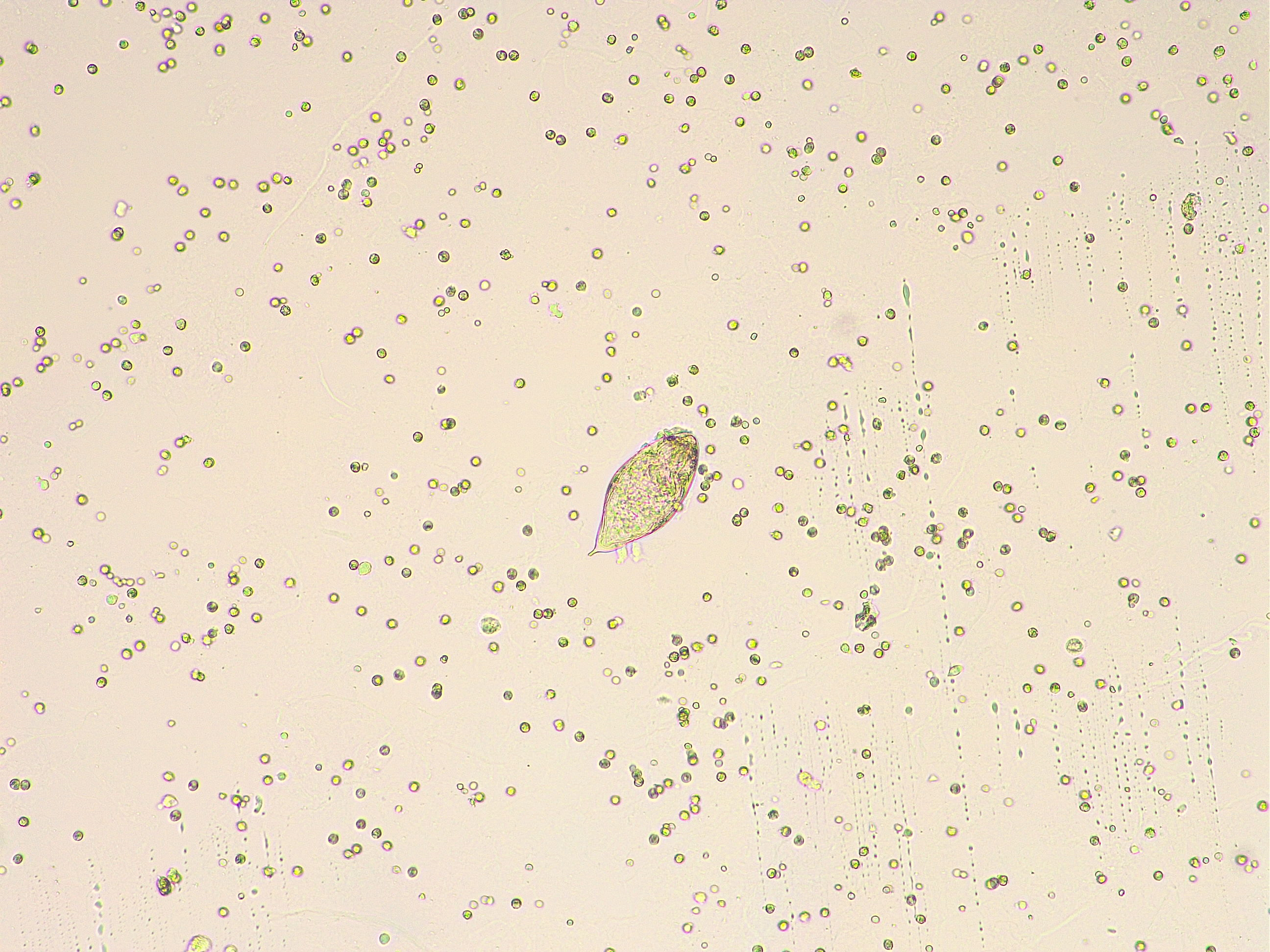 prova Object Detection Model by unamed