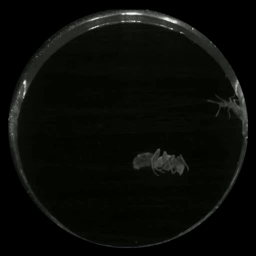 Beetle Machine Learning - Roboflow Universe