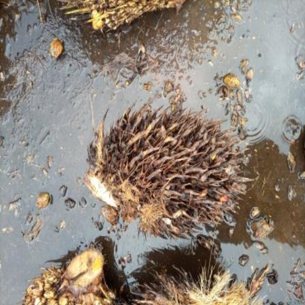 totxt Object Detection Dataset by kertas.ramadhan@gmail.com