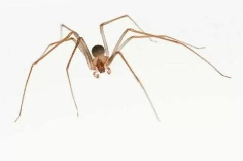 spider gingga ngoo Object Detection Model by bird